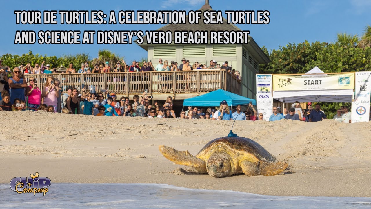 Tour de Turtles: A Celebration of Sea Turtles and Science at Disney’s Vero Beach Resort