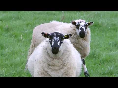 Conservation grazing at Chimney Meadows Nature Reserve