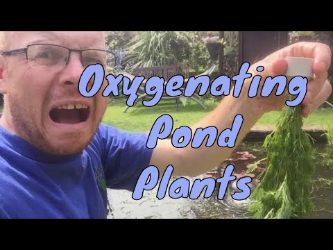 Oxygenating Pond Plants - Plants for Small Ponds