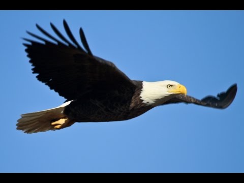 Story of an Eagle