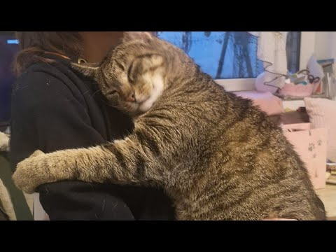 Cats are more affectionate than you might think????