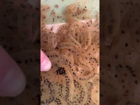 Hatching Toad eggs, what I've learned