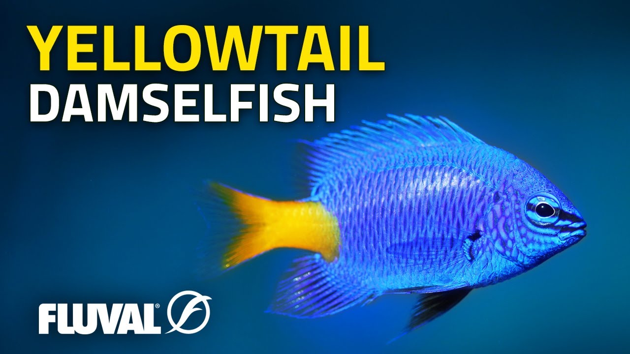 Species Spotlight | Yellowtail Damselfish