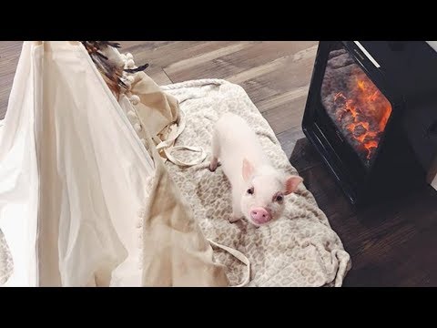 Pet Pig: How To Keep Pigs Warm In Winter – Cute Animals No.1