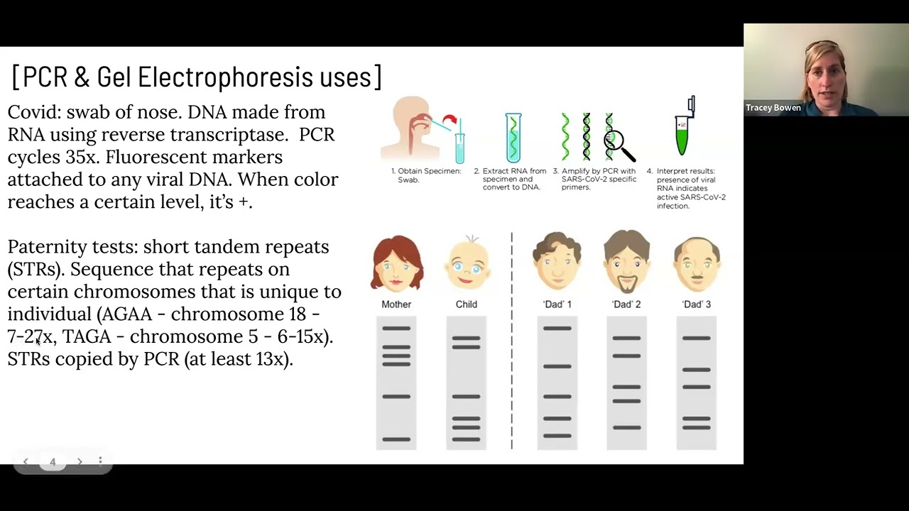 D1.1 DNA Replication