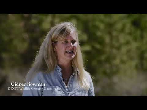 Oregon's I 5 Wildlife Over Crossing Solution