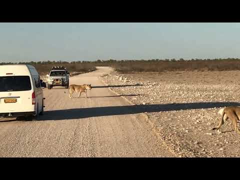 Game Drive in Namibia