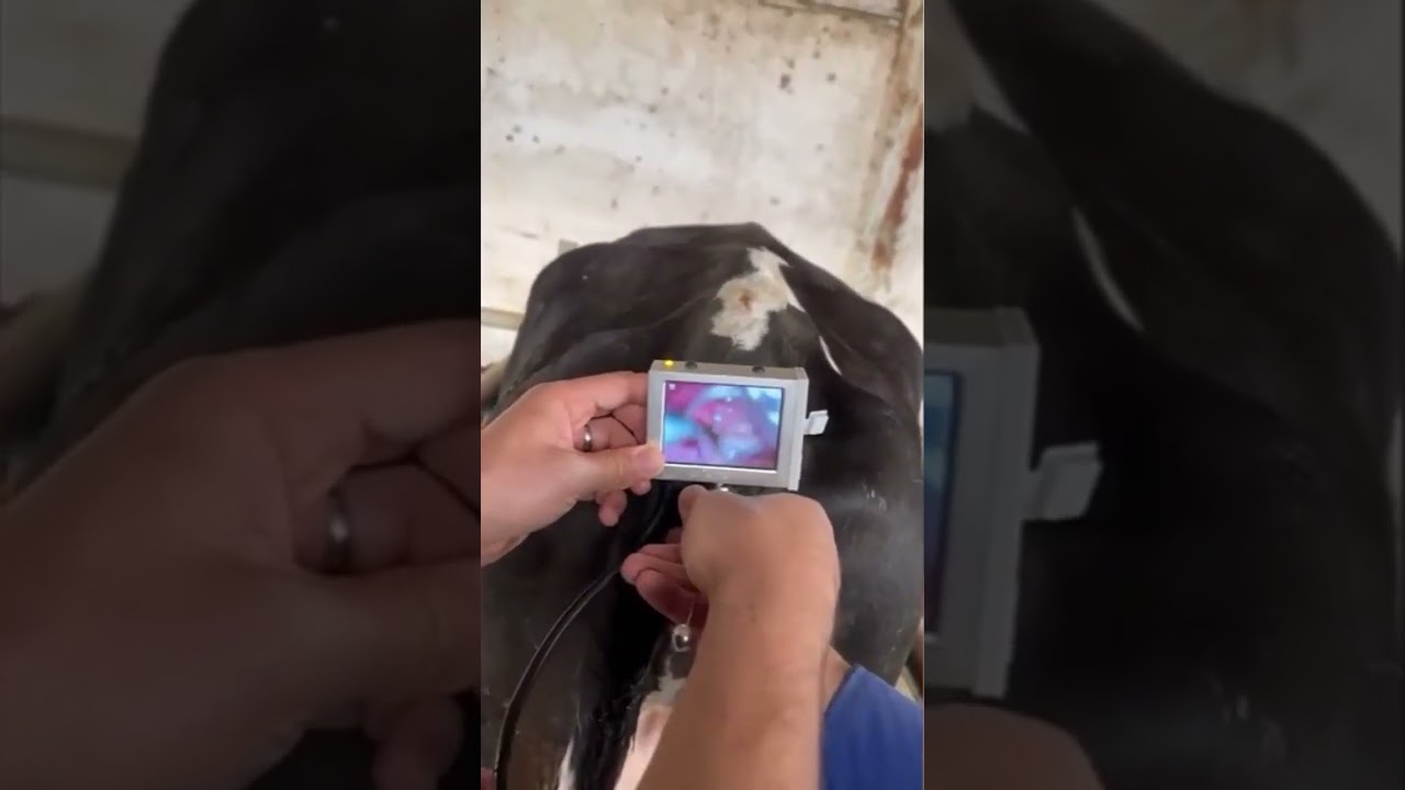 Camera visual artificial insemination gun for Cattle