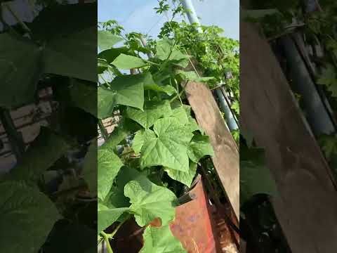 Terrace farming #india #nature #gardeningtips #gardian #gardining #flowers #terrace #subscribe
