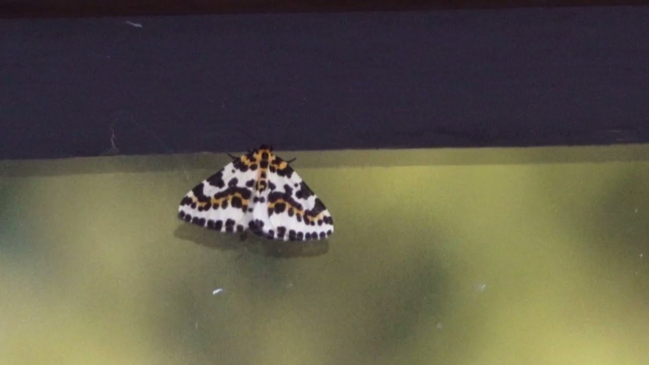 Take A Minute: Nature - The Magpie Moth