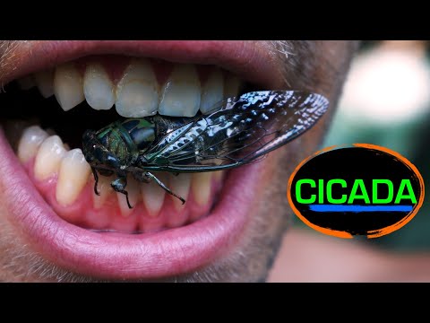 Bug Foraging ::: Eating Cicadas ::: Midwest Entomophagy