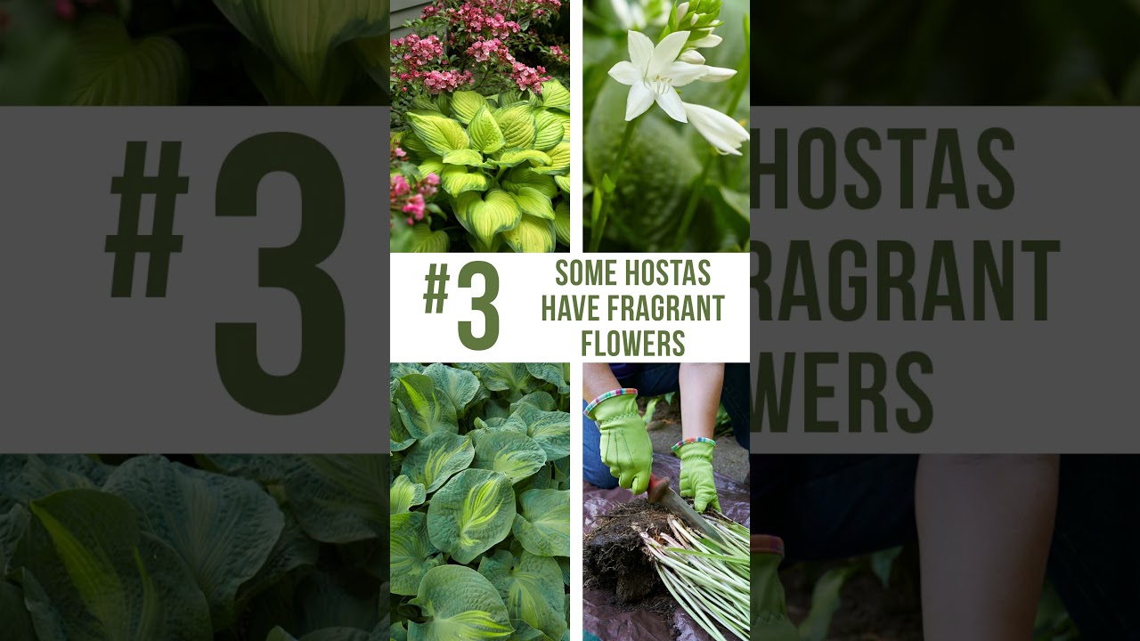 5 Things to Know About Growing Hostas! | Shade Gardening Tips #hostas #shadegarden #perennialgarden
