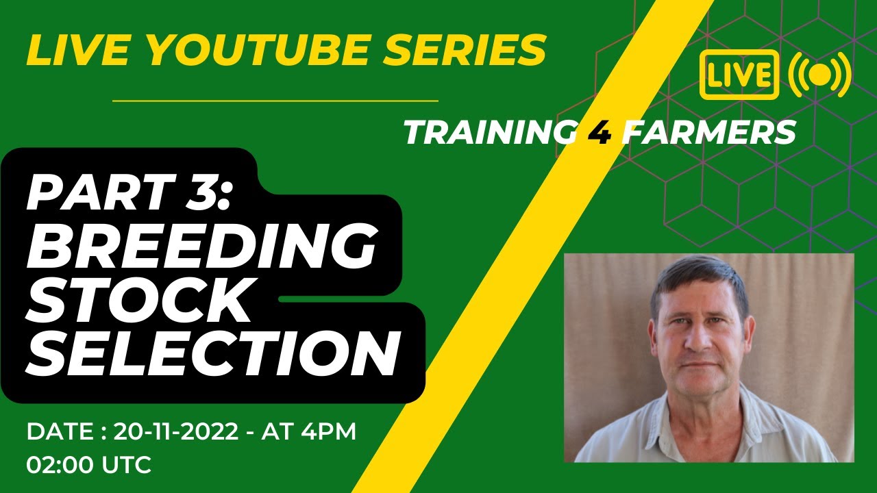 Part 3: WHAT TO LOOK FOR AND AVOID WHEN SELECTING PIG BREEDING STOCK