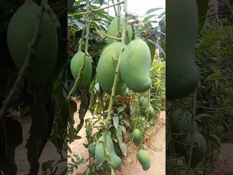 mango falling