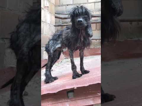 He Was Betrayed and Discarded But His Eyes Still Searched for Kindness and Love