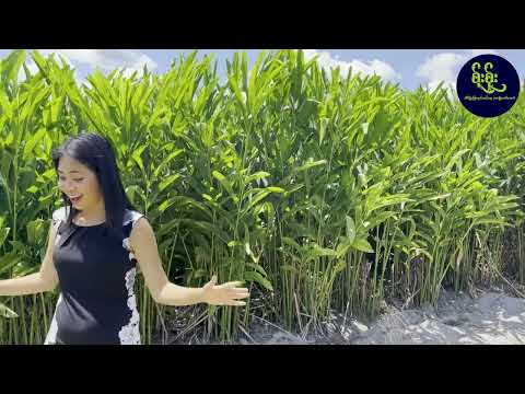 Galangal Plant