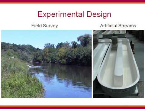 Ecotoxicology of Antimicrobial PPCPs in IL Rivers and Streams
