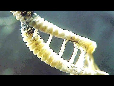 Scientists Just Revealed That Advanced Civilizations May Have Hidden Messages Within Our DNA