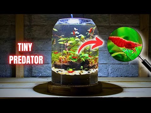 I Built a Low Tech Shrimp Jar Ecosystem
