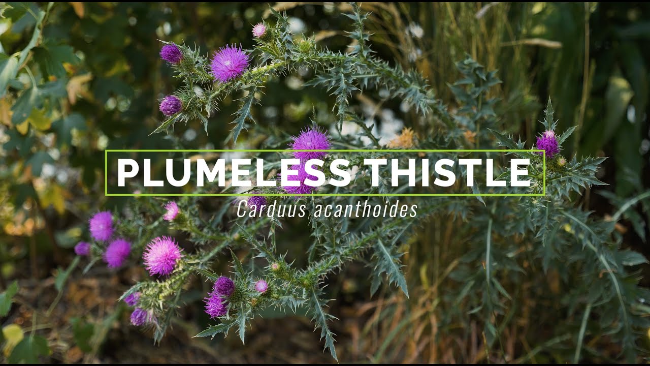 Plumeless Thistle