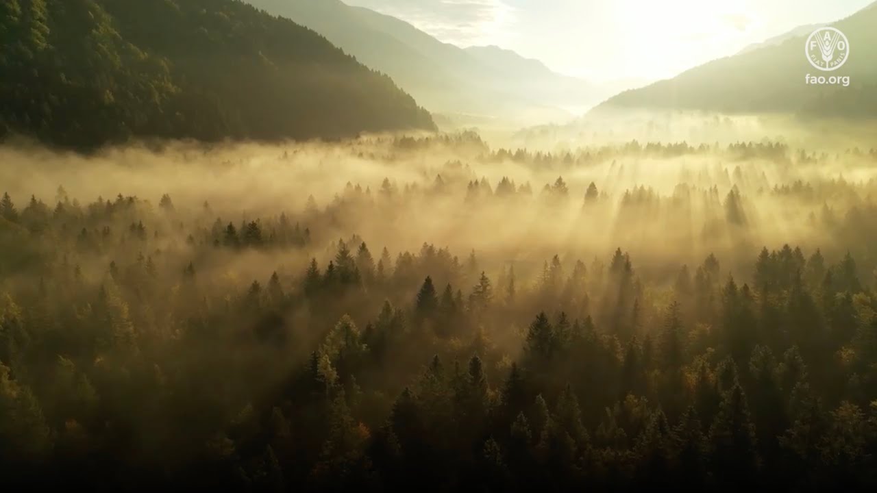 FAO’s Global Forest Resources Assessment 2025 – comprehensive new information on the world’s forests