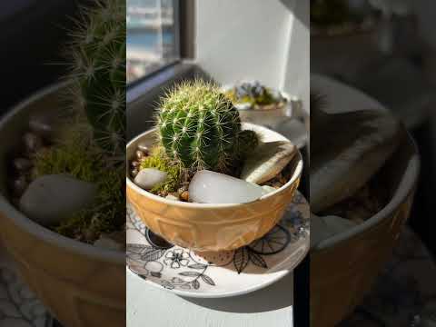 Even Prickly Personalities Need to Stay Hydrated