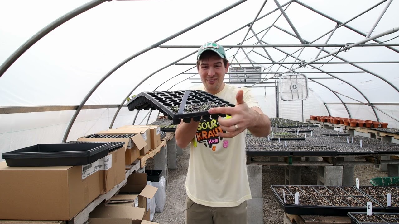 How to MASTER Growing Rosemary From Seed - Complete Guide