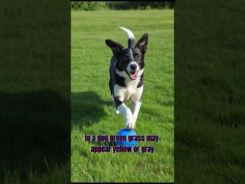 Are Dogs Really Colorblind? Let’s Find Out!