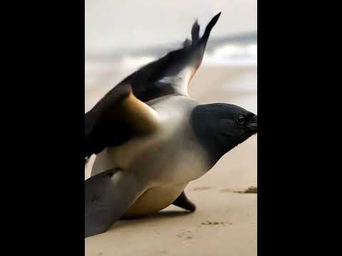 The Sealcrow Has No Idea What It’s Doing #Shorts #AIAnimals #cursedcreatures