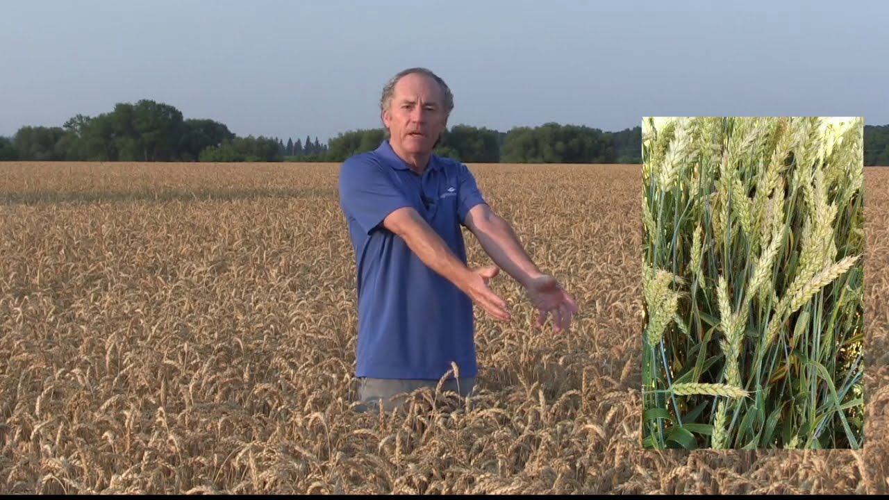 Wheat School: Combining inputs creates yield impact