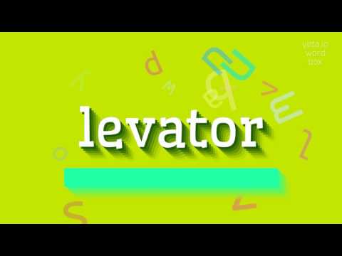 How to say "levator"! (High Quality Voices)