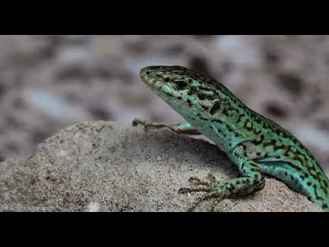 What are Amphibians and Reptiles?- Living World- Urdu- Hindi