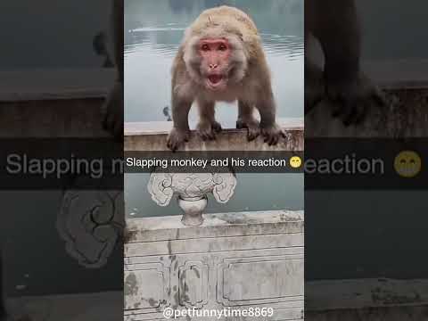 Funny monkey videos ????????????????????????#funny #funnymonkey #funnyanimals