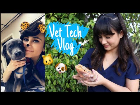 Ruptured Growth & Health Certificate｜Day In The Life Of A Vet Tech｜Vet Tech Vlog #6 🐾