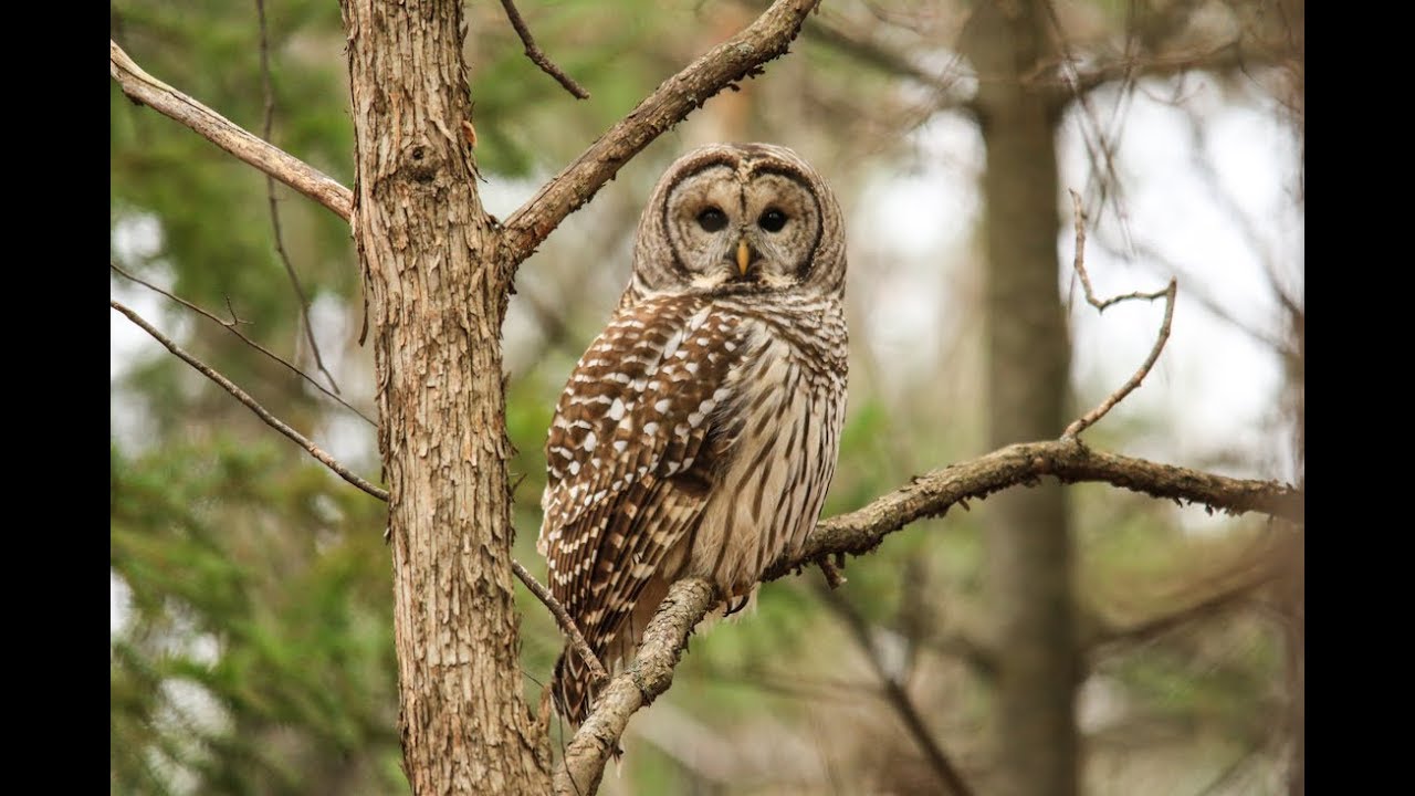 Barred Owl Sitting Pretty in the Woods