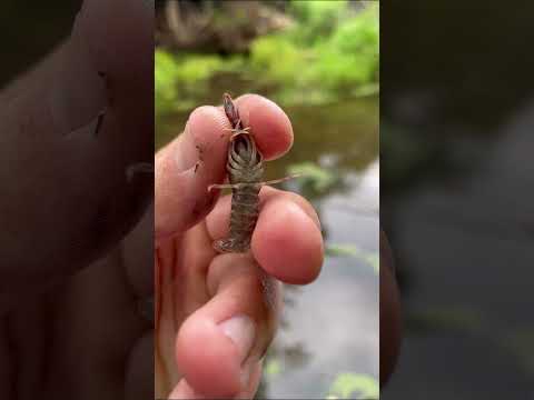 Male vs female crayfish