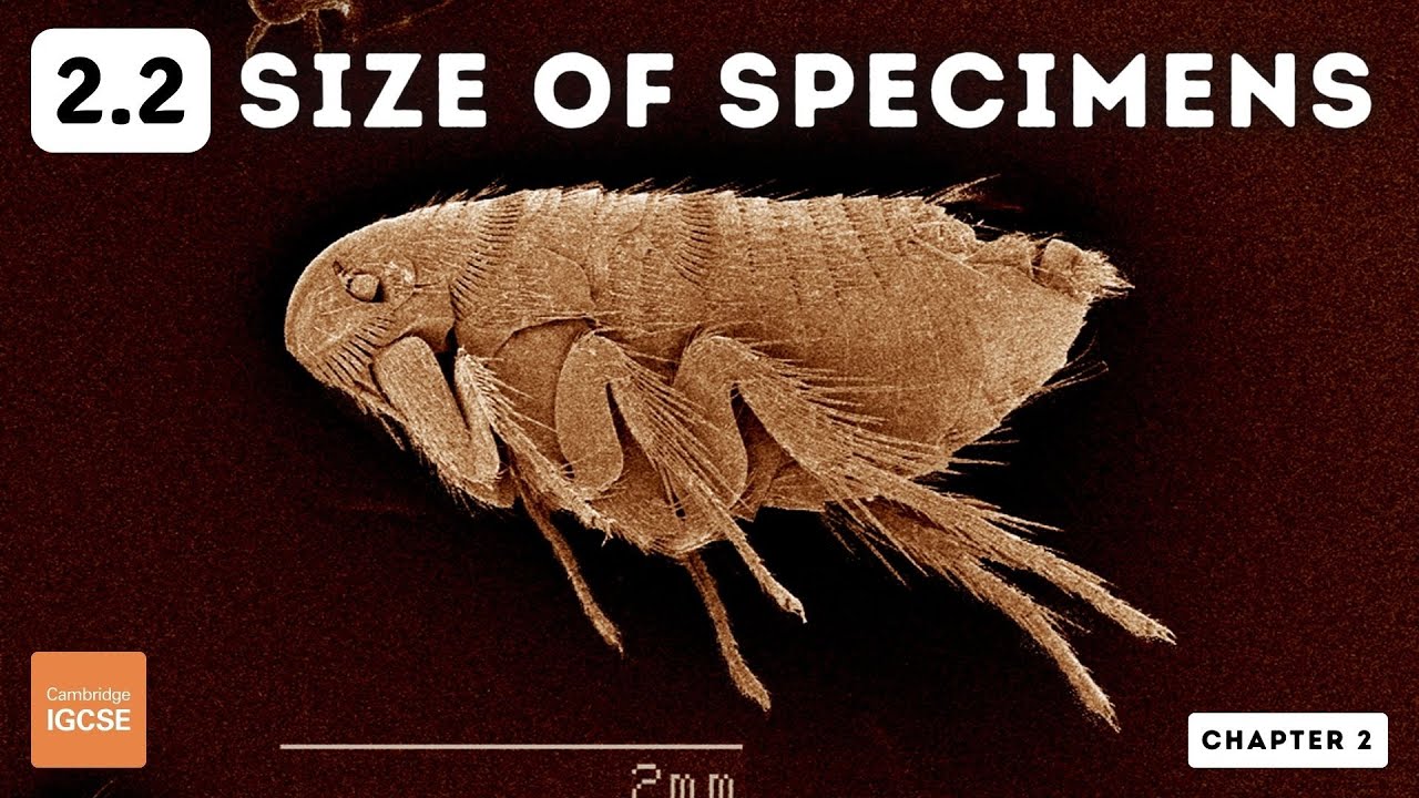 Understanding the Size of Specimens in IGCSE Biology | Galaxy.ai