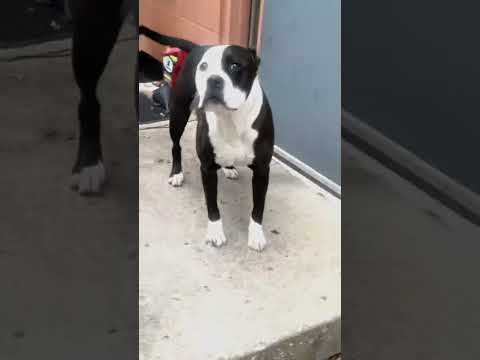 Linda the Bike Shop Dog