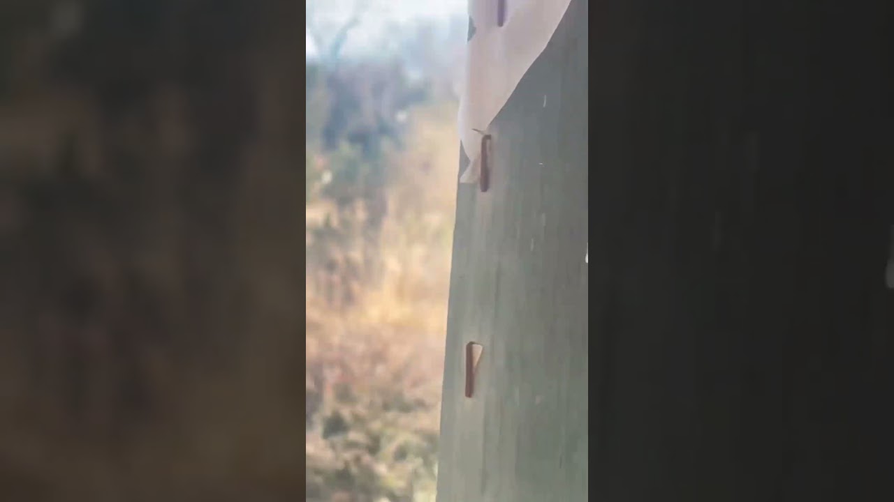 Javelina on the run #javelinas #rat #wildlife #nature #animals #hunting #video #pig #southtexas