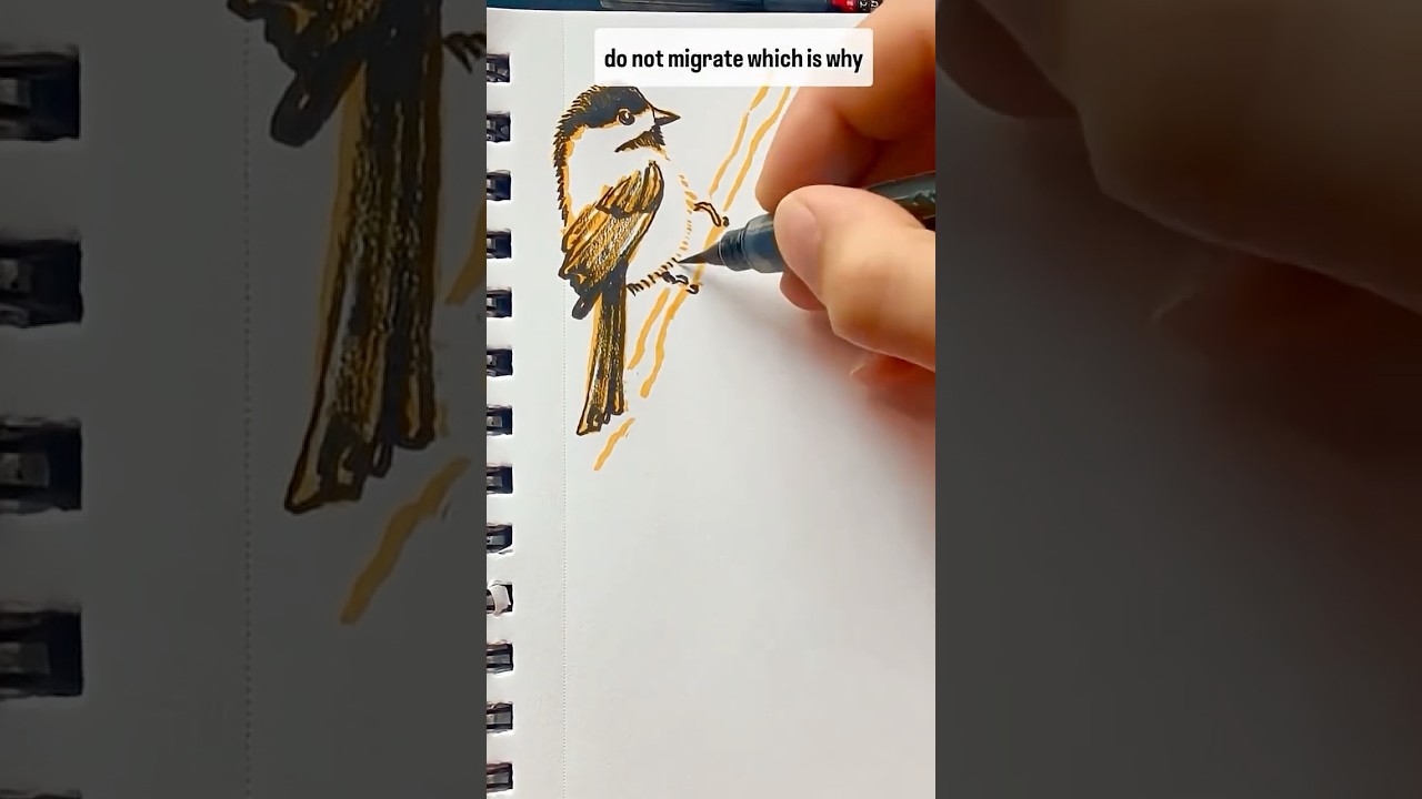 Day 8: Black-capped Chickadees! Thanks for the suggestion Chickadee fact from Wild Birds Unlimited.