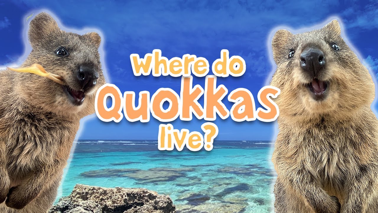 Quokka Facts #quokka #rottnestisland #australianwildlife #happyanimals