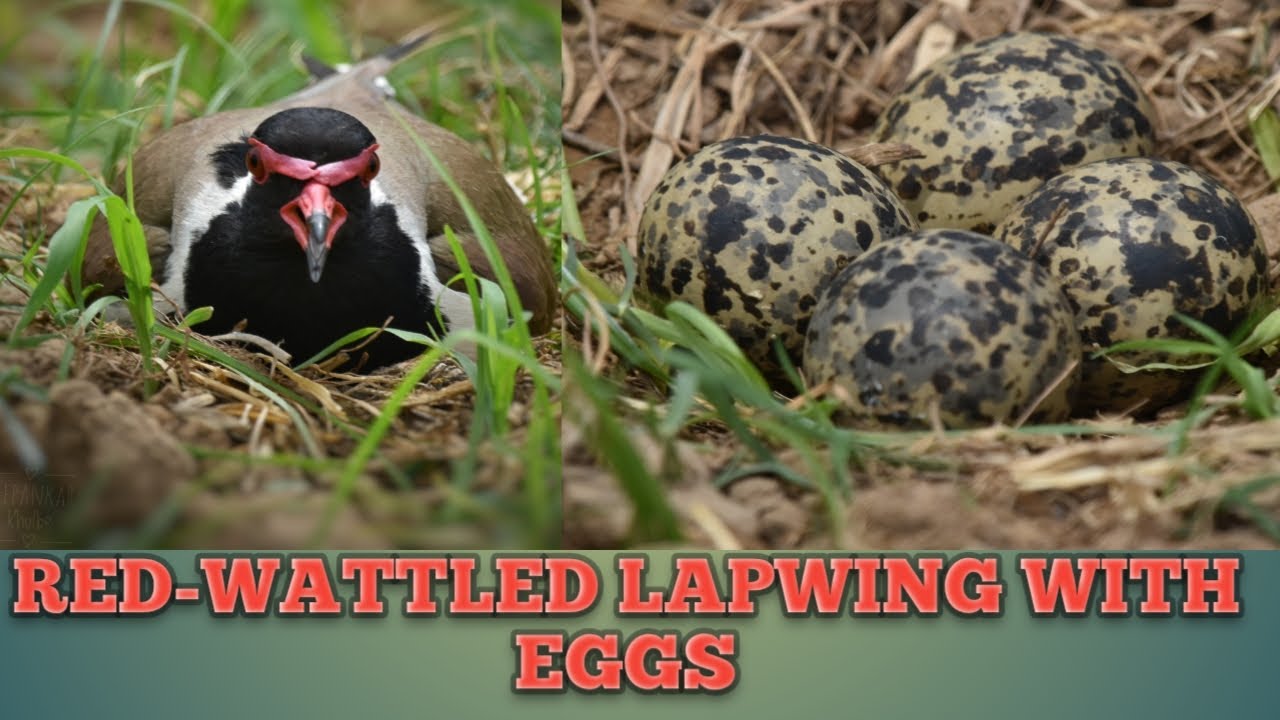 Red-wattled lapwing bird hatching eggs
