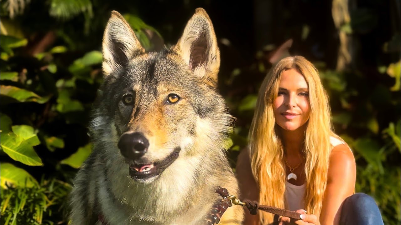 THE MID-CONTENT WOLF DOG /  Easy or Hard Pet?
