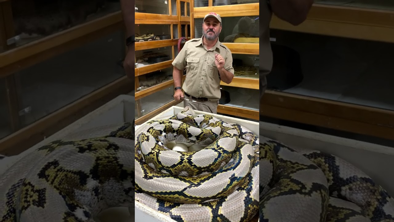 Giant SNAKE Giant BITE!