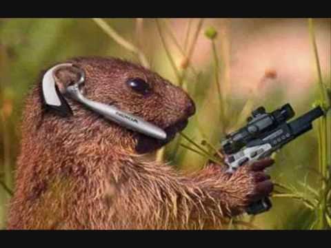 Funny Squirrel Pictures | Funny LOL Picture