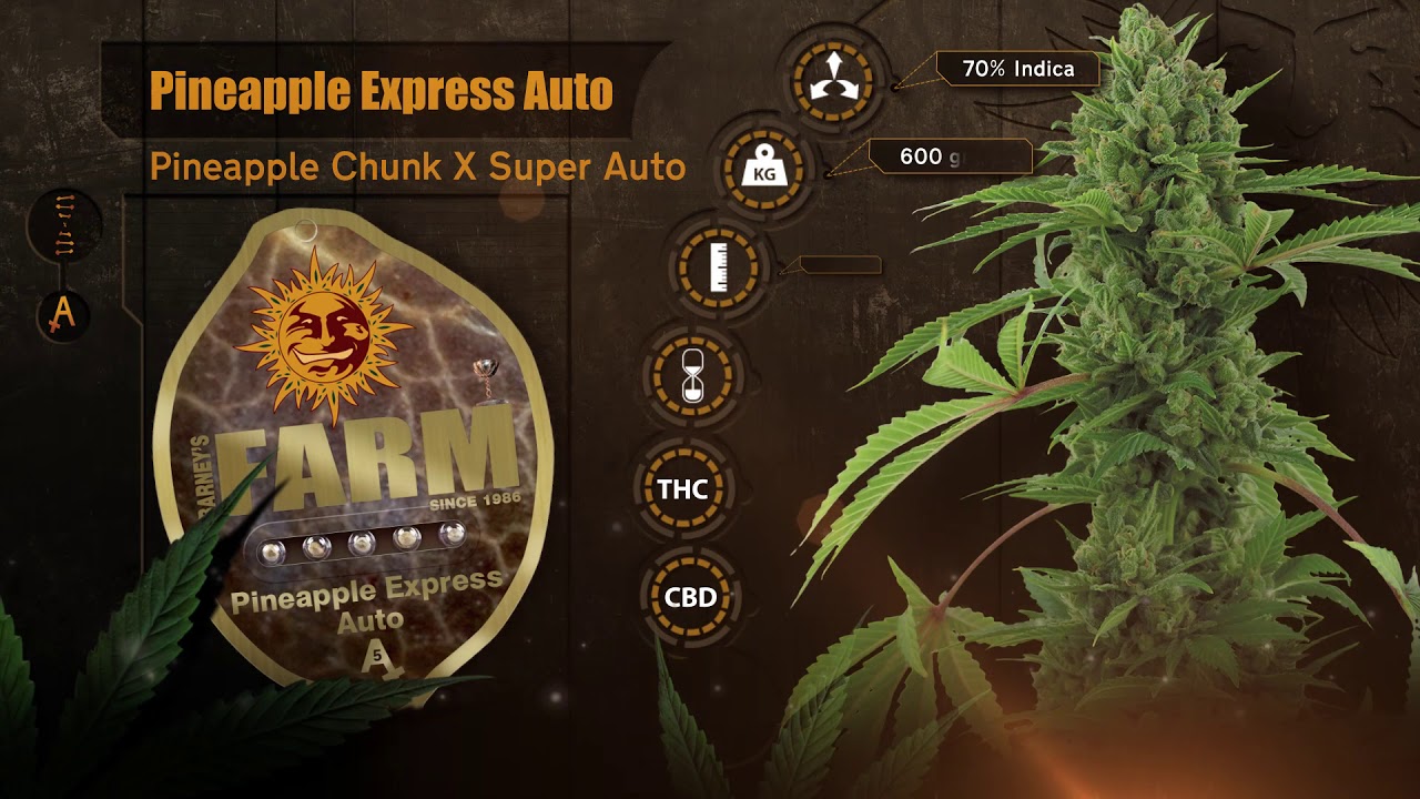 Barneys Farm Pineapple Express Auto