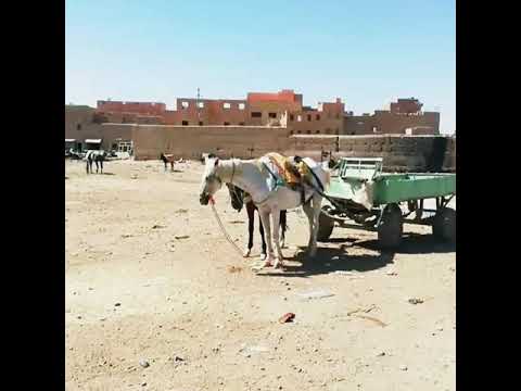 #morocco #marruecos #merzouga #sahara #travel #rissani That's How Rissani Looks Like!