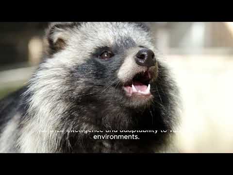 "Exploring the Enigmatic World of Japanese Raccoon Dogs: Guardians of the Forest 🦝🌳"