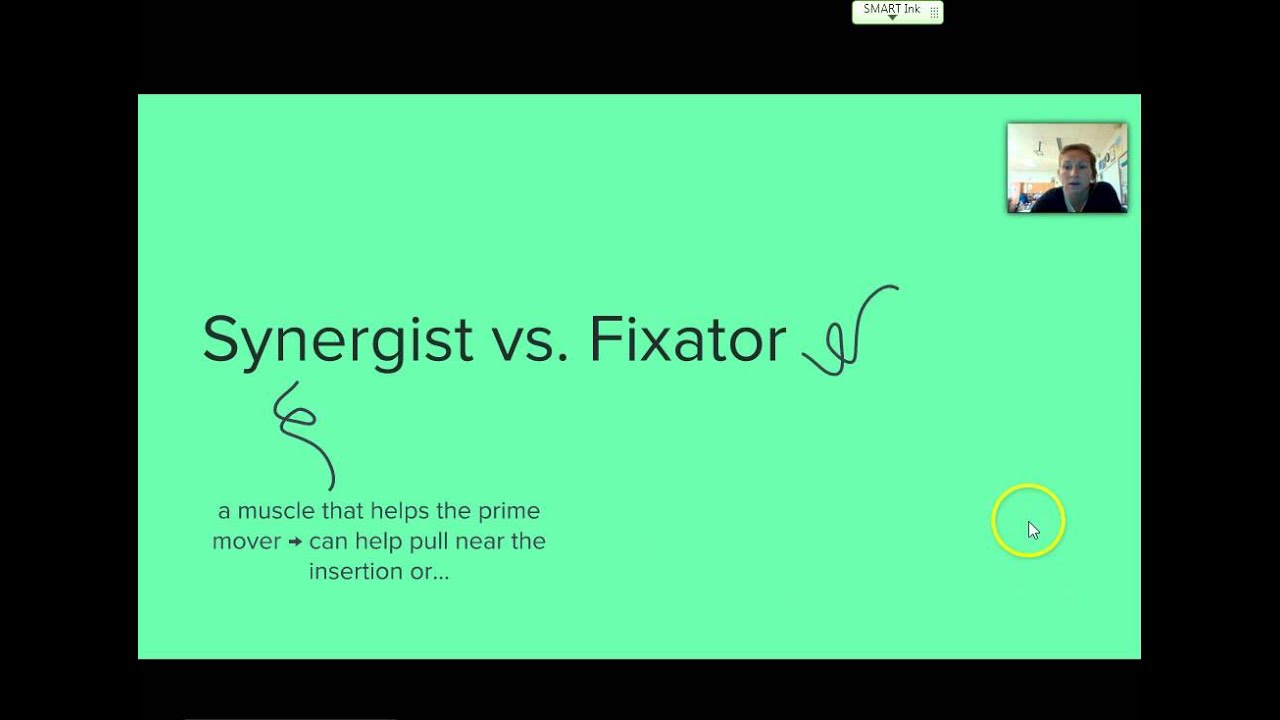 Ch  7 Muscular System VL Part 3