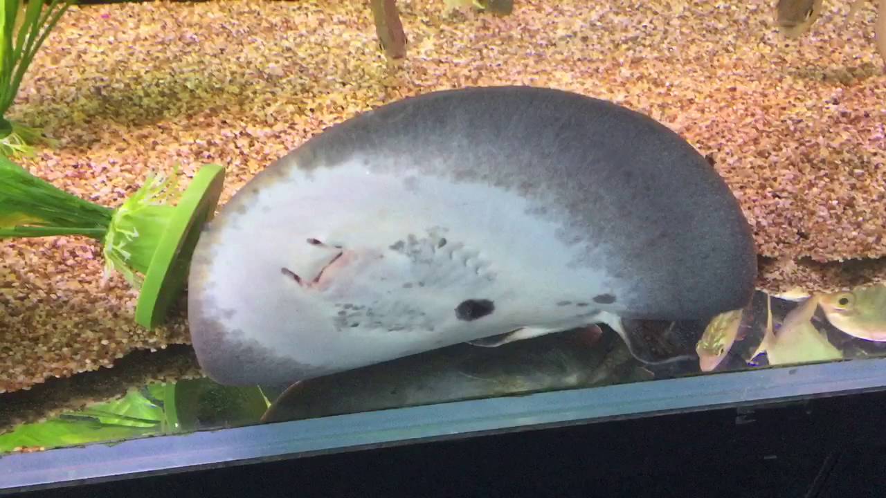 Happy smiling Stingrays